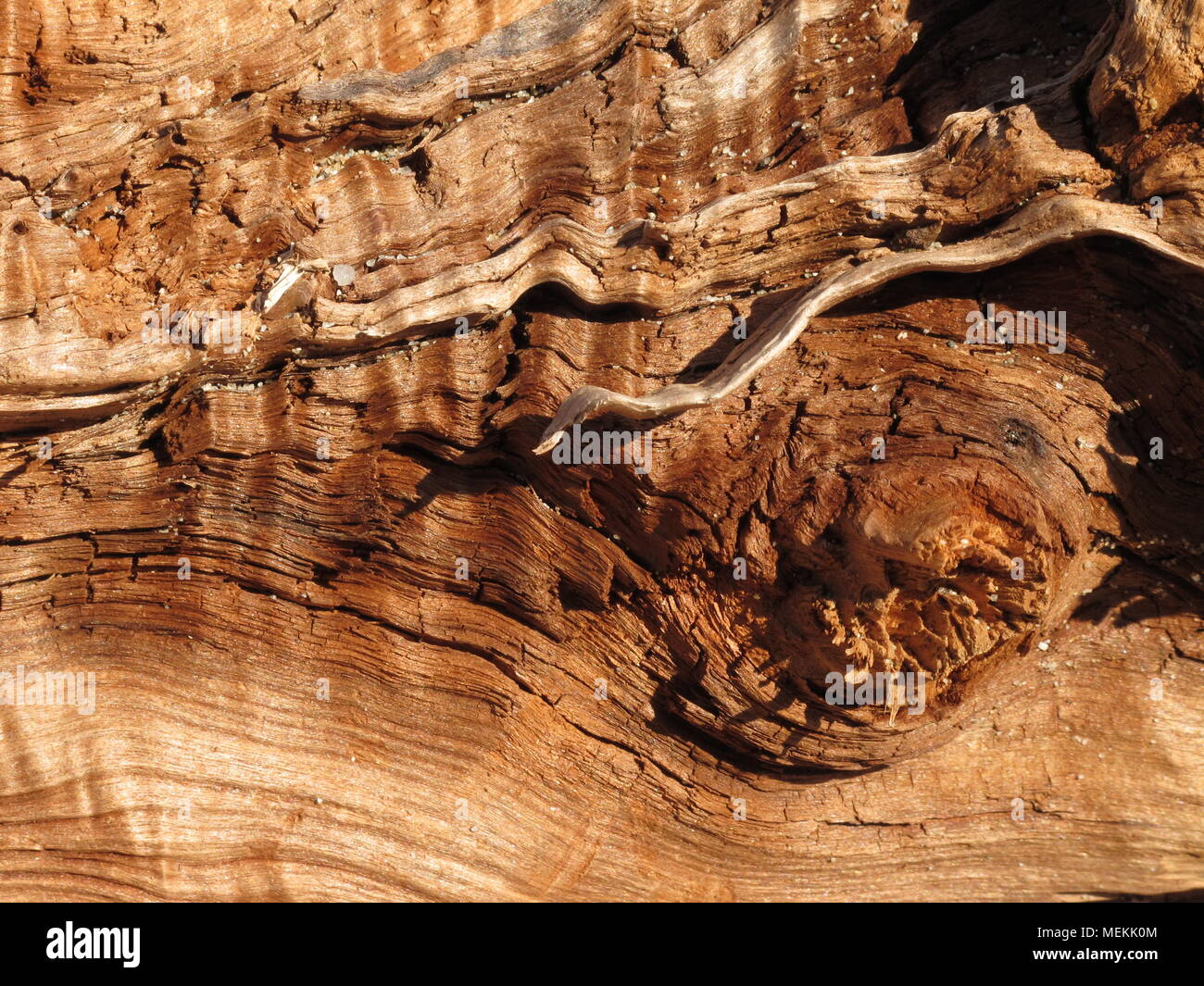 Cross section of a tree Stock Photo - Alamy