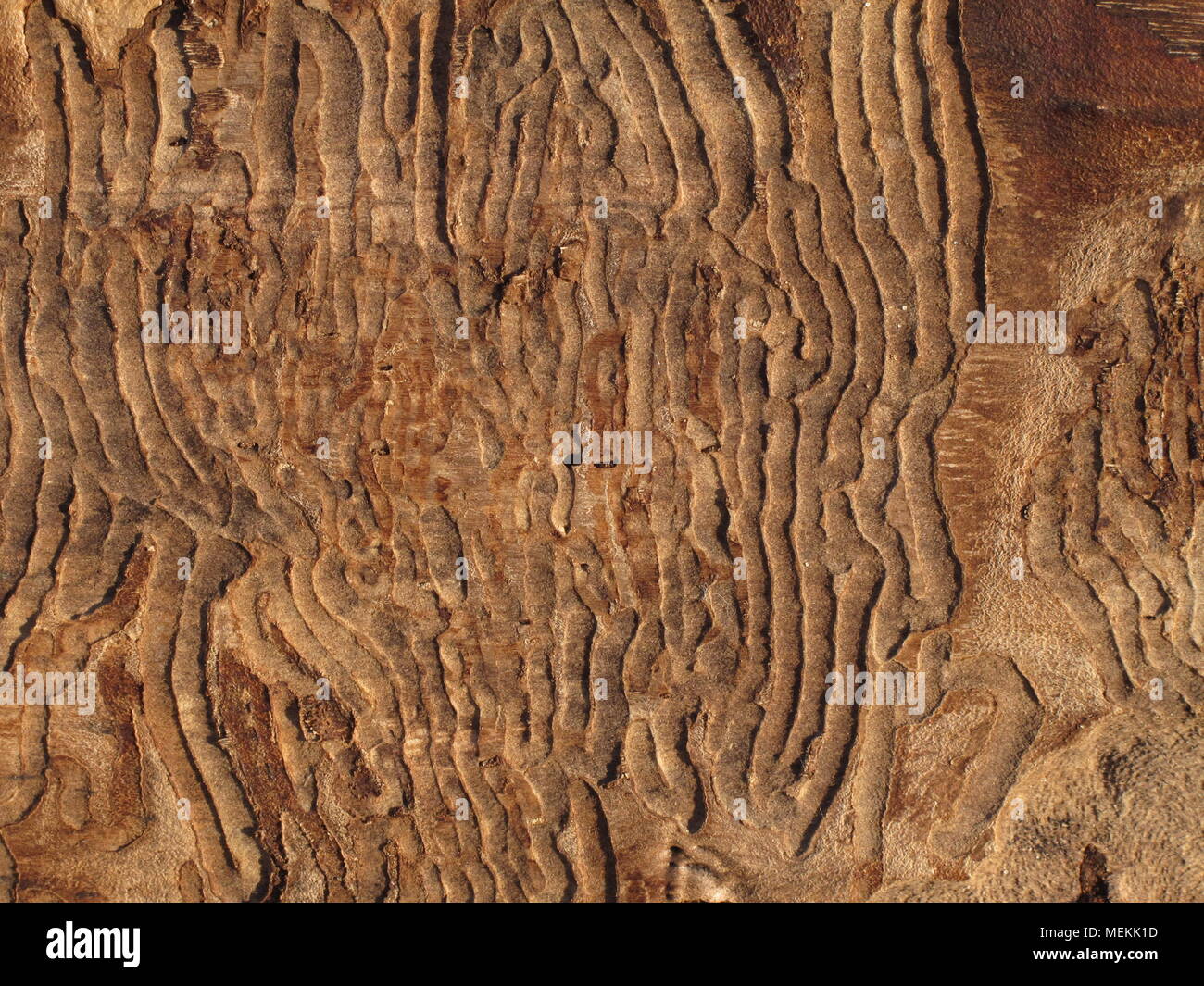 tree texture background Stock Photo - Alamy