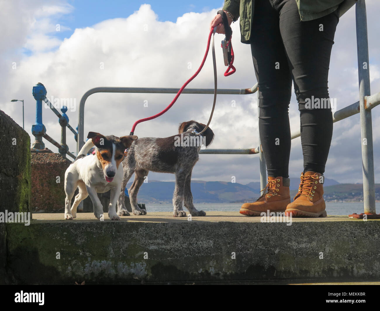 Dogs standing two legs hi-res stock photography and images - Alamy