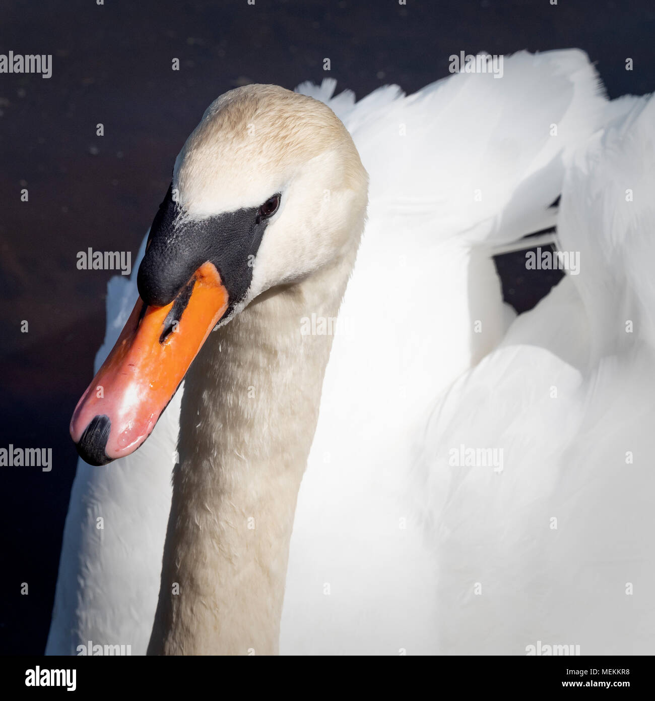 Native british bird hi-res stock photography and images - Alamy