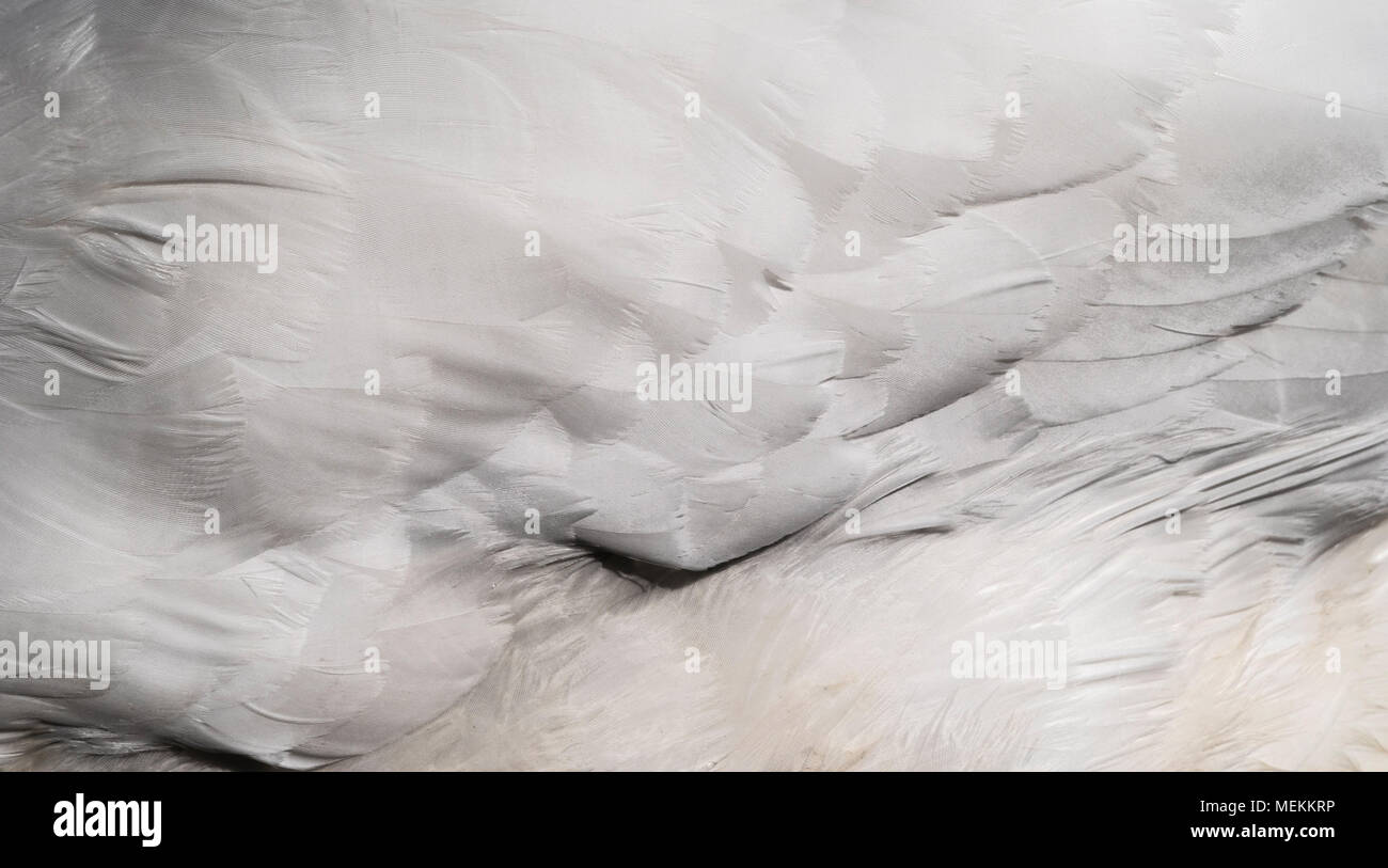 British bird feathers hi-res stock photography and images - Alamy
