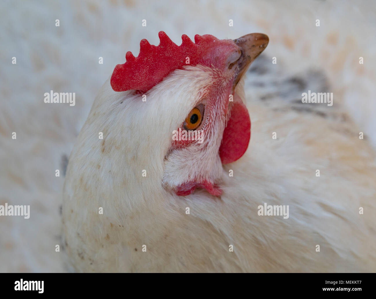 Red and white chicken hi-res stock photography and images - Alamy