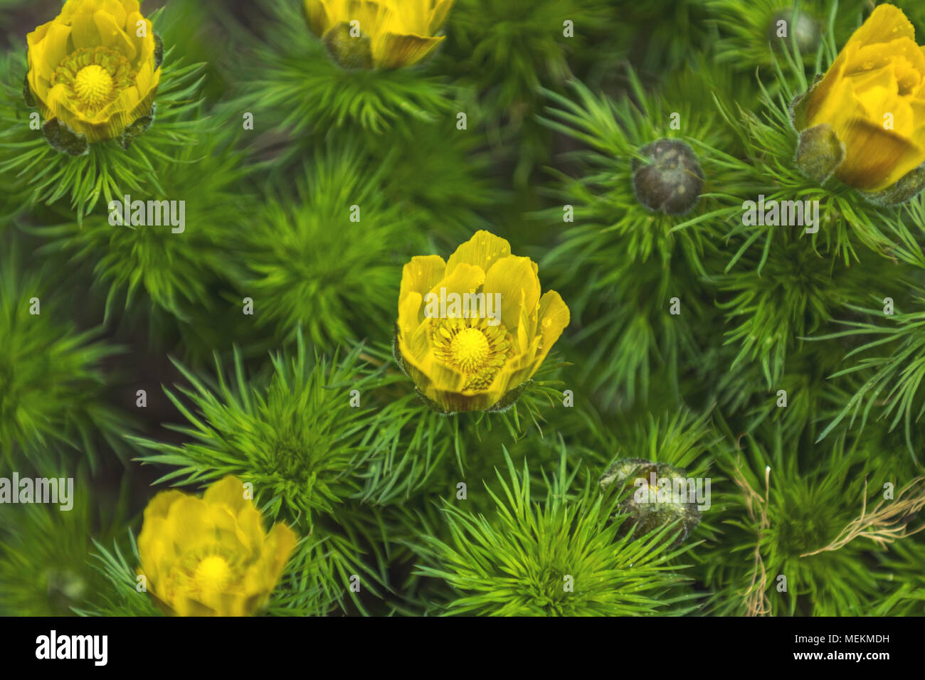 Adonis vernalis (pheasant's eye, spring pheasant's eye, yellow pheasant ...