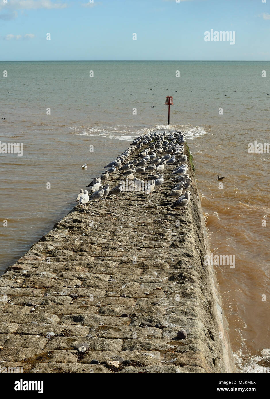 Devon seabirds sea birds hi-res stock photography and images - Alamy