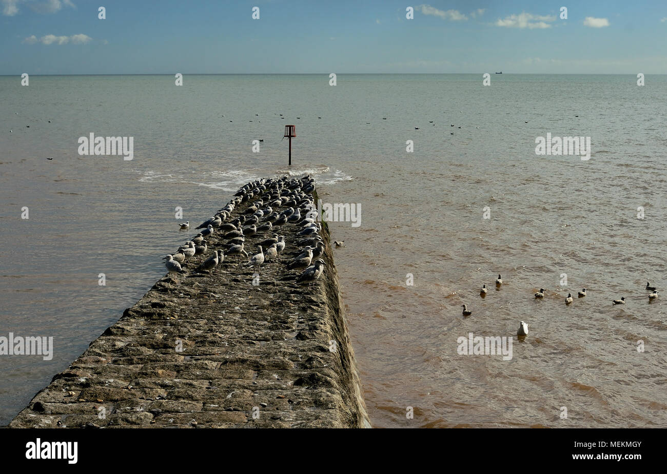 Devon seabirds sea birds hi-res stock photography and images - Alamy