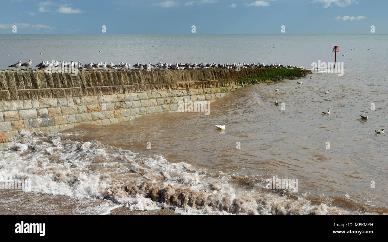 Devon seabirds sea birds hi-res stock photography and images - Alamy