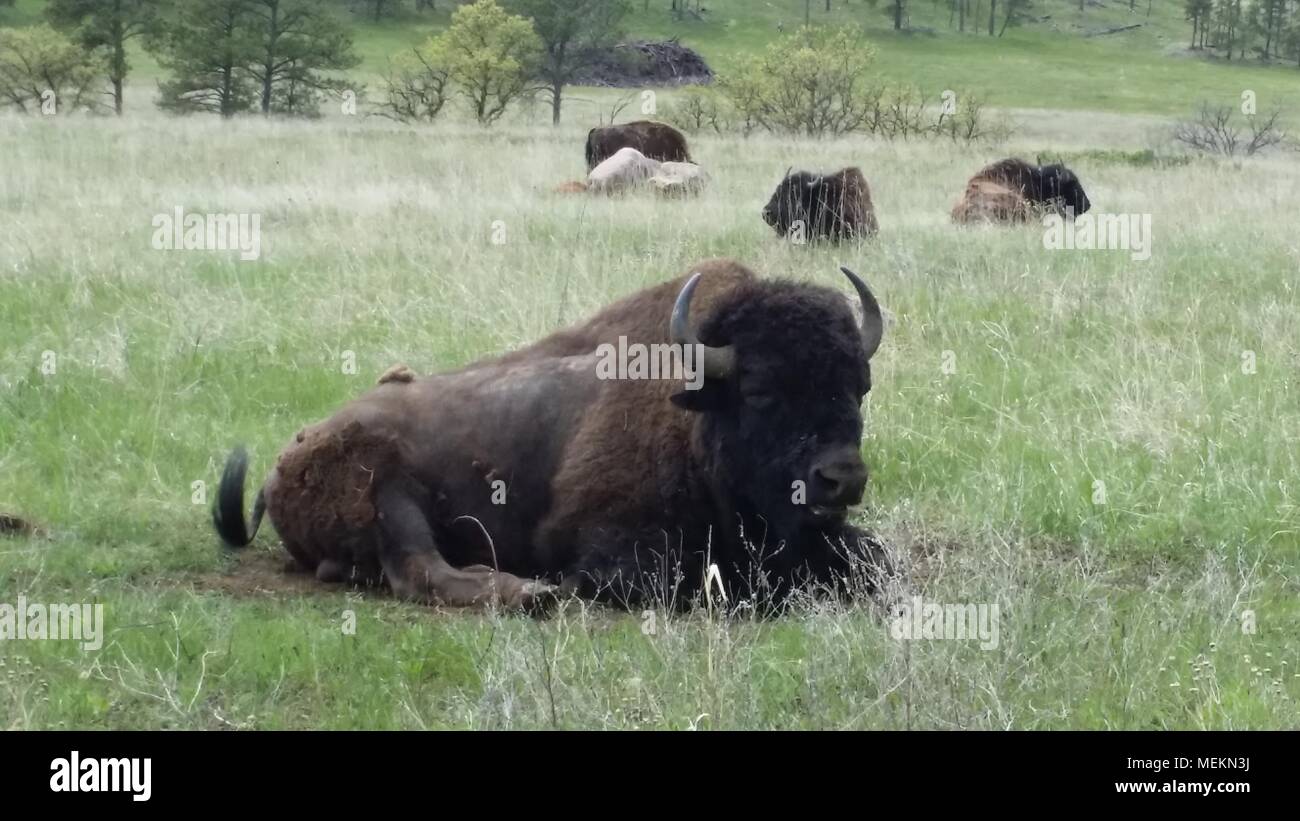 Buffalo in Custer State Park Stock Photo - Alamy