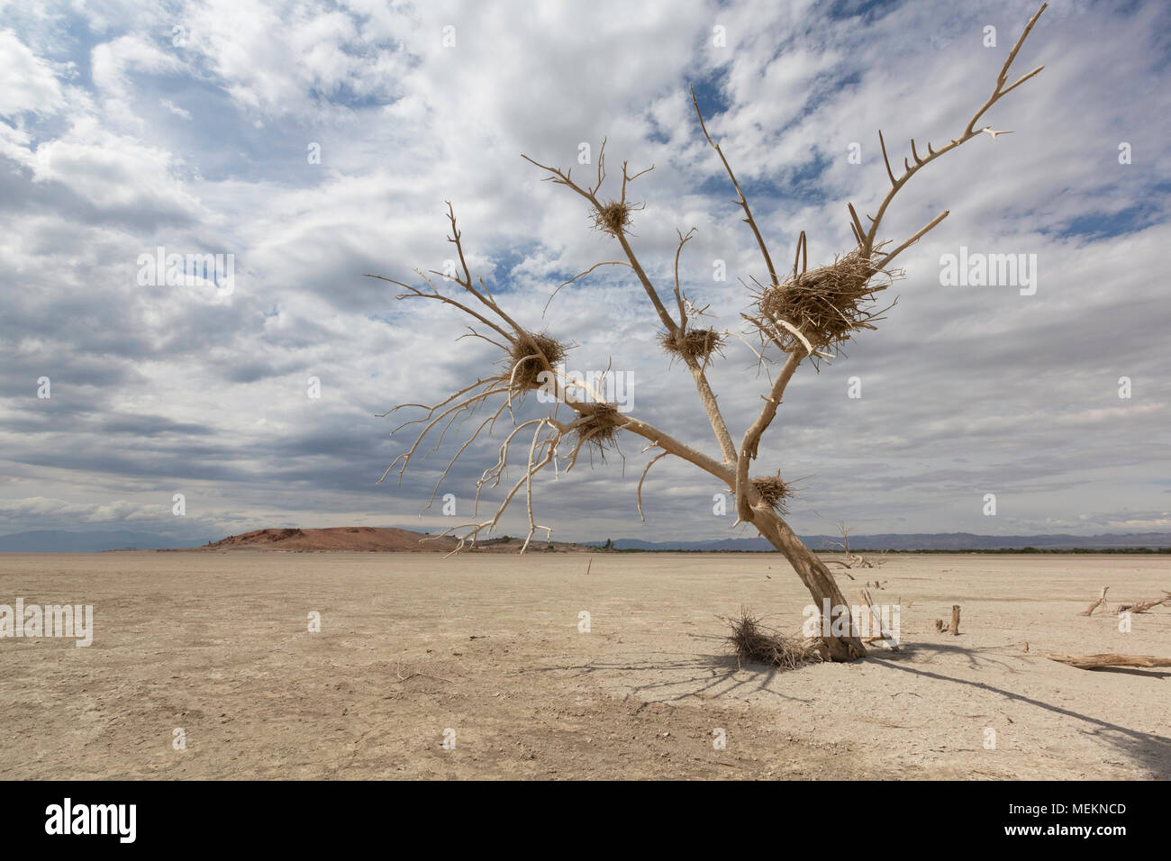 Nests in a tree at the barren and desolate Salton Sea Stock Photo - Alamy