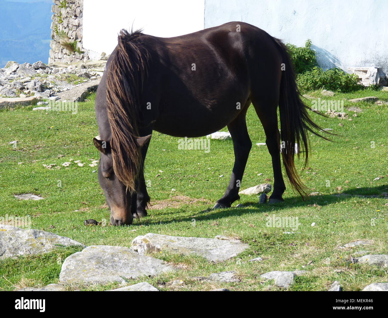 Country pony hi-res stock photography and images - Alamy