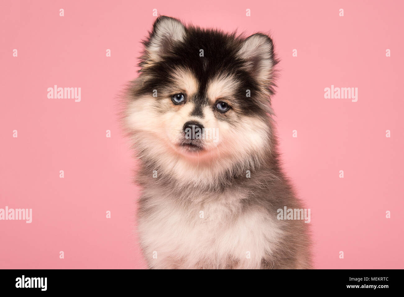 Portrait of a cute pomsky puppy with blue eyes looking at the camera on ...