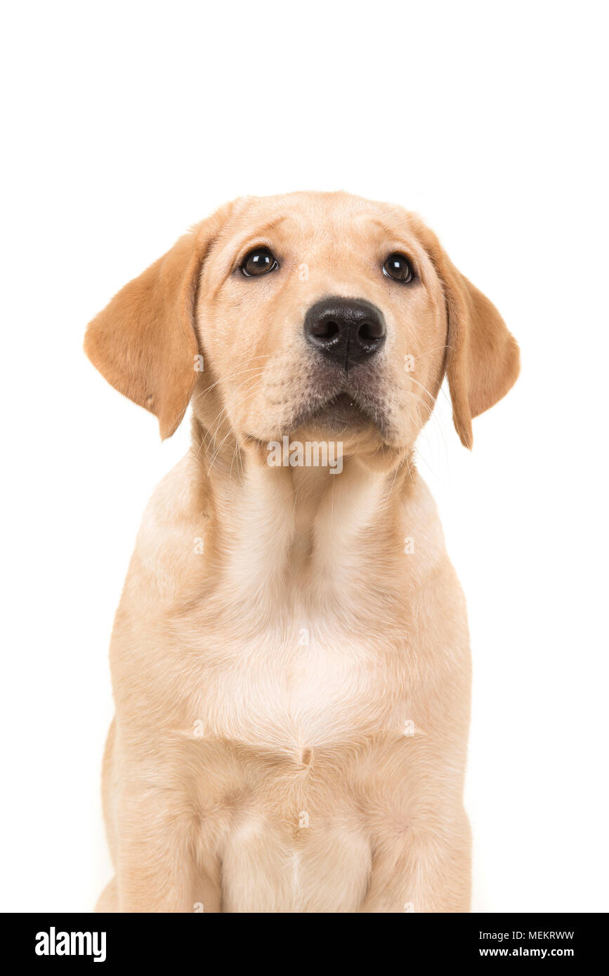 Portrait of a blond labrador retriever dog looking up on a white ...