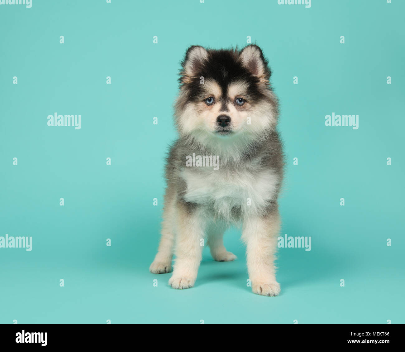 Cute pomsky puppy with blue eyes looking at the camera standing on a ...