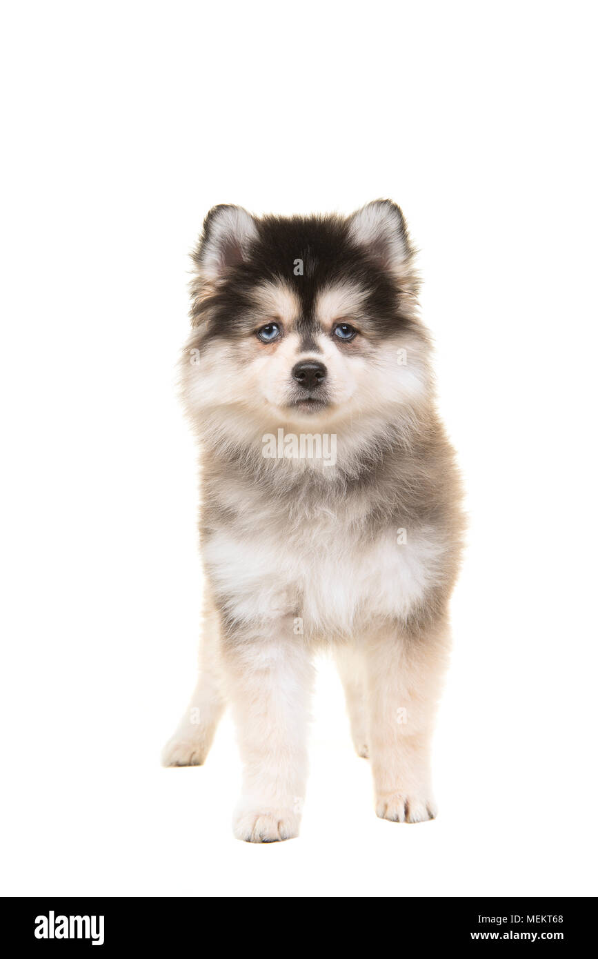 Cute pomsky puppy with blue eyes looking at the camera standing ...