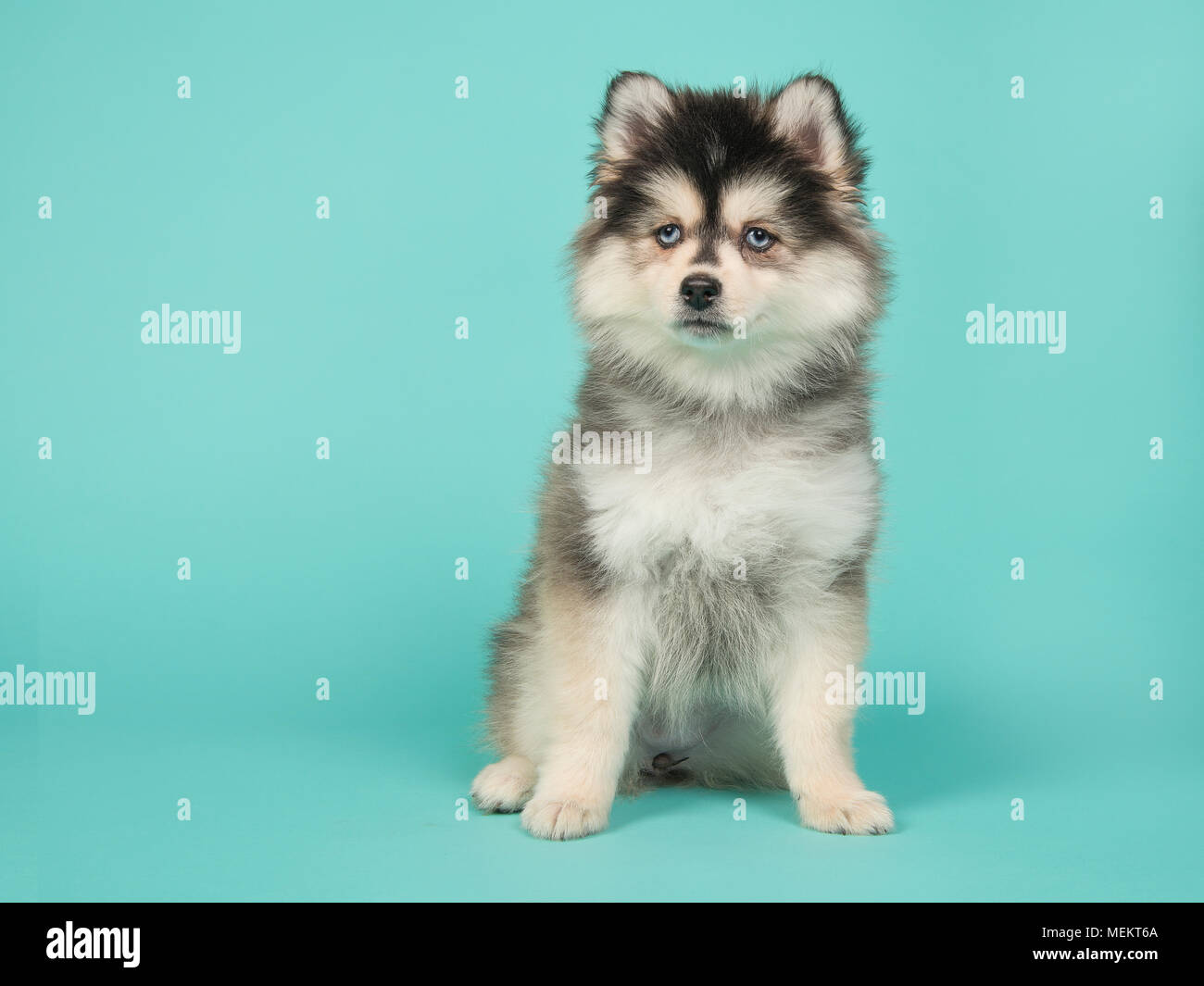 Pomsky Puppy With Blue Eyes