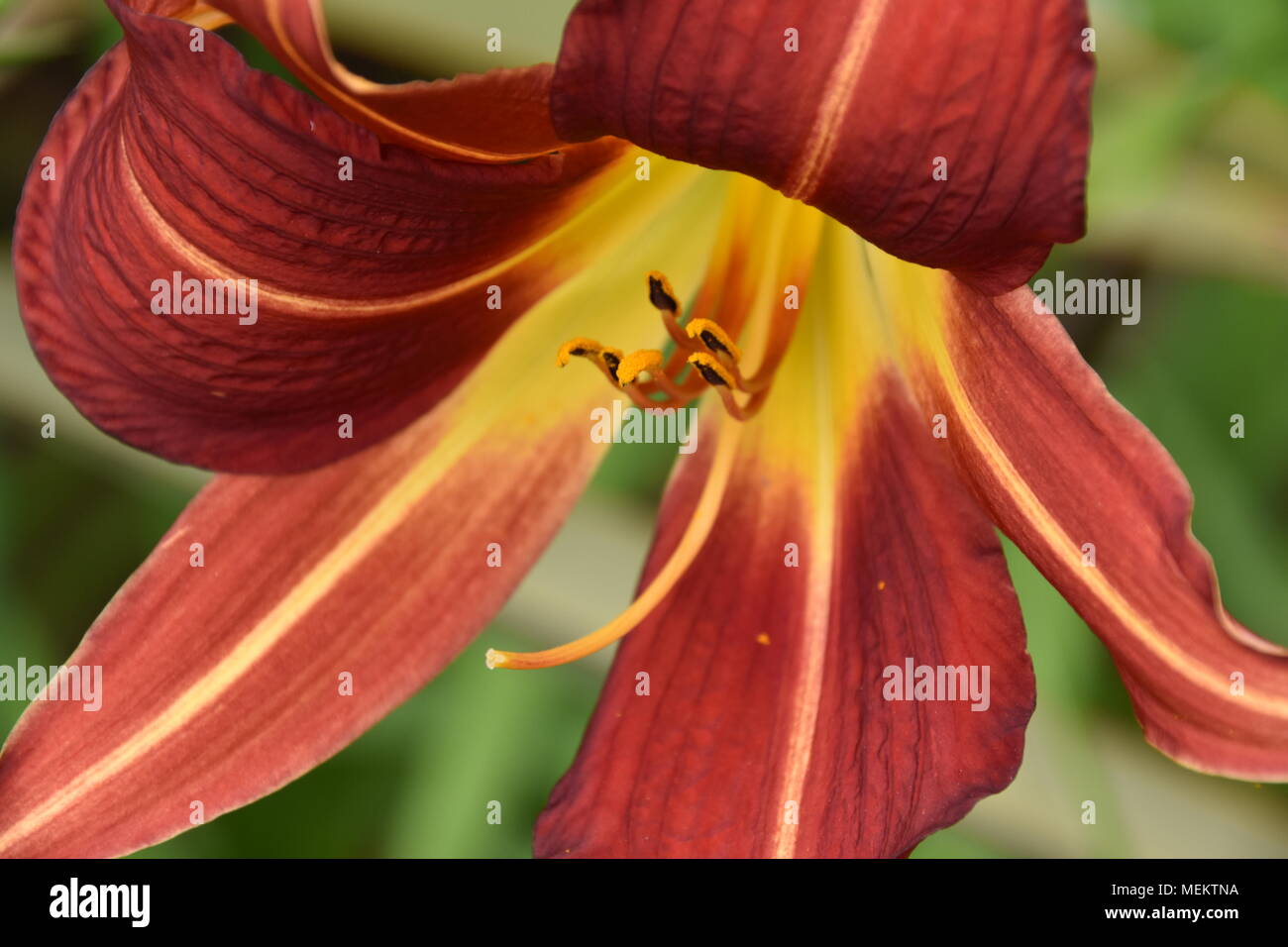 Alameda botanical gardens hi-res stock photography and images - Alamy