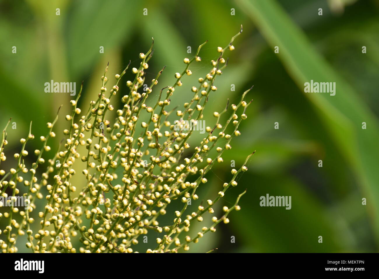 The alameda gardens hi-res stock photography and images - Alamy