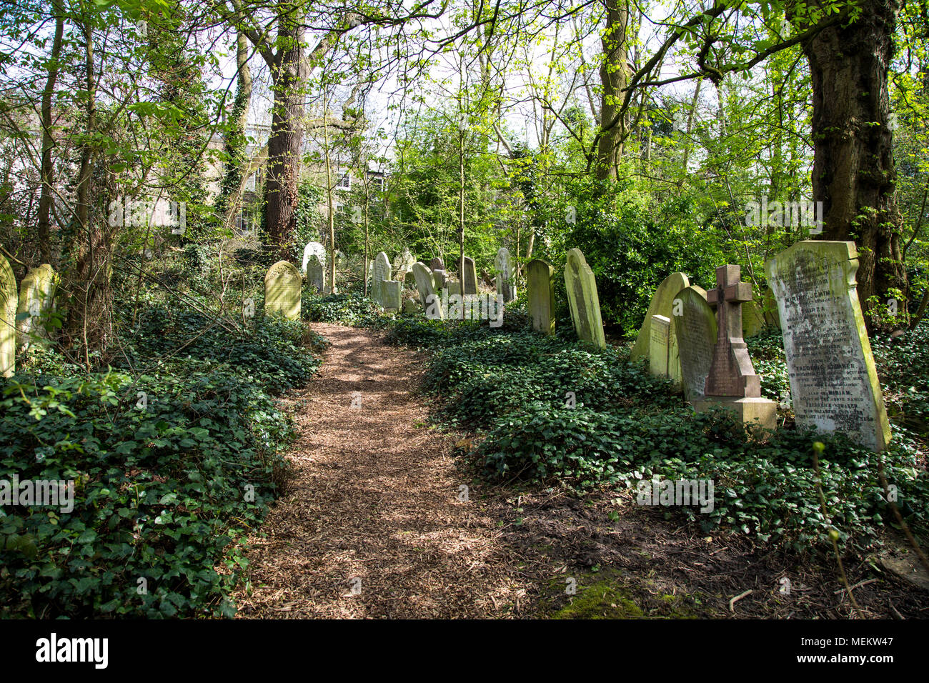 Trail through an overgrown cemetery, Abney Park cemetery, one of the ...