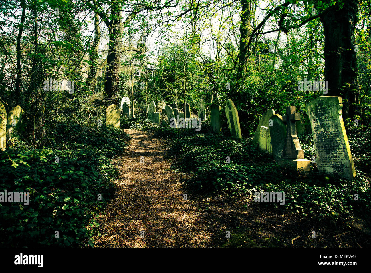 Trail through an overgrown cemetery, Abney Park cemetery, one of the ...