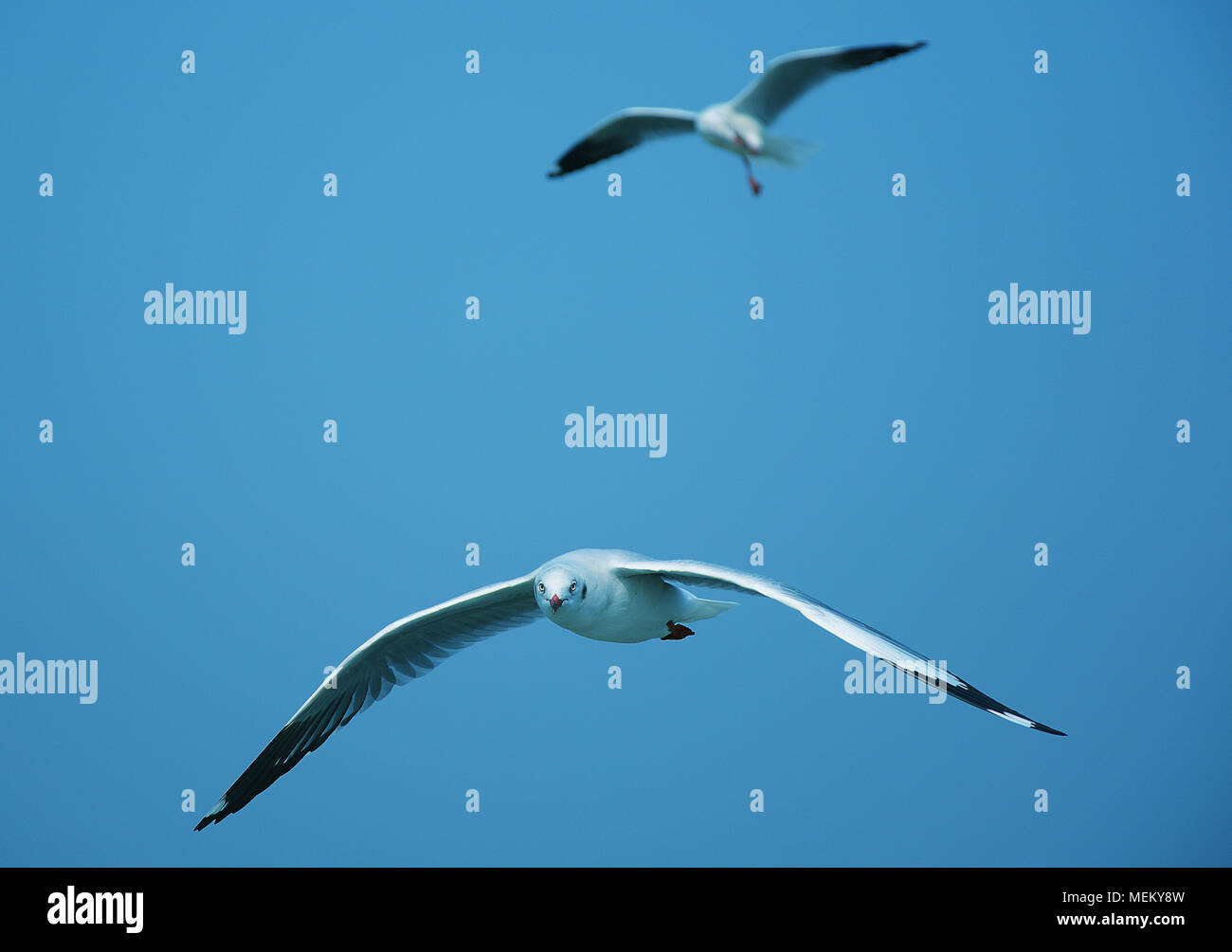 Seagulls in india hi-res stock photography and images - Alamy