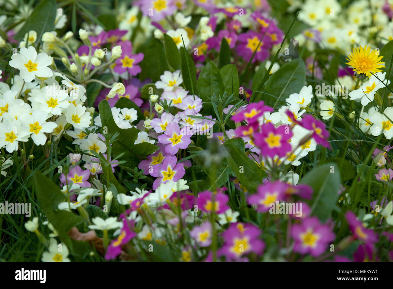 Primrose varieties hi-res stock photography and images - Alamy