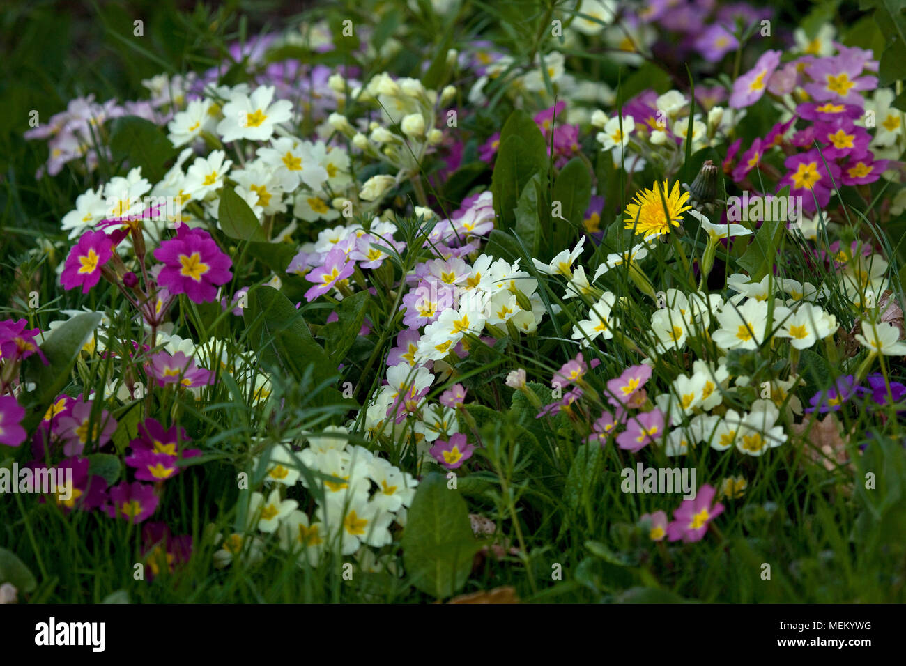 Primrose varieties hi-res stock photography and images - Alamy