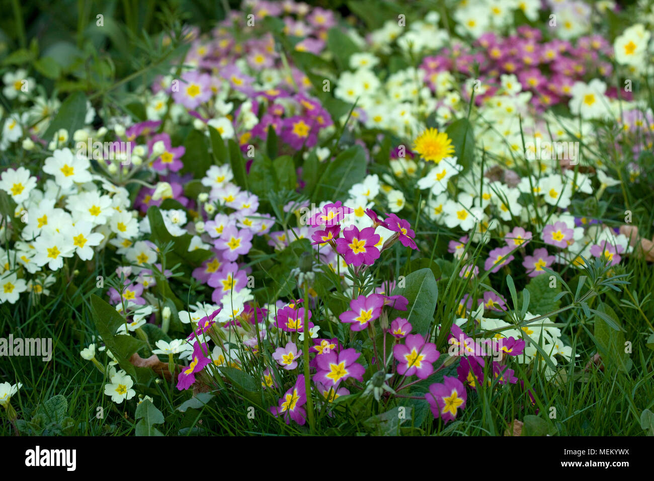 flower bed of primrose's Stock Photo - Alamy
