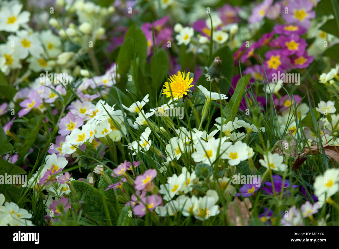 Primrose varieties hi-res stock photography and images - Alamy
