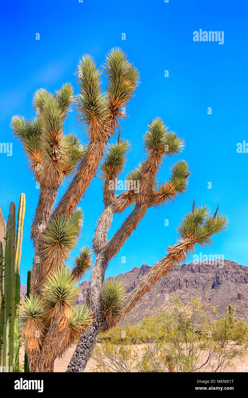 Joshua Tree in the West Tucson Mountain desert of Arizona Stock Photo ...