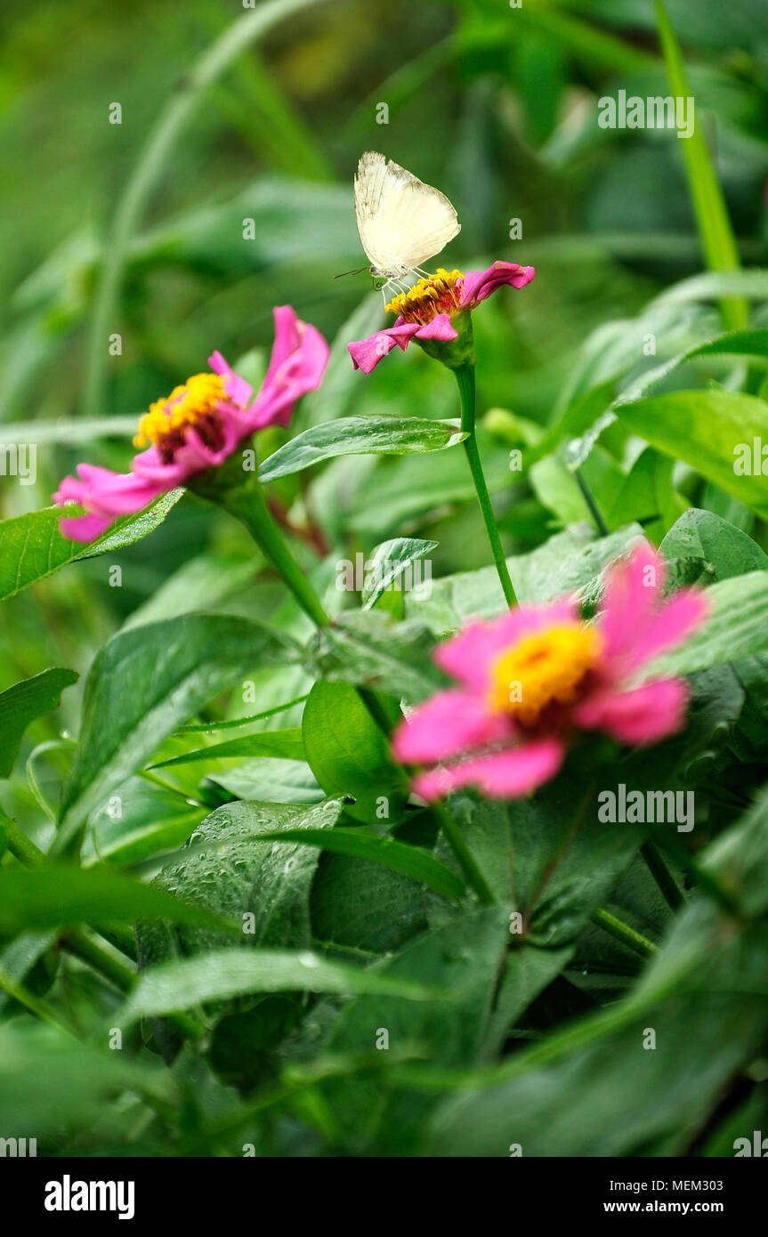 Harmony Of Nature Stock Photo - Alamy