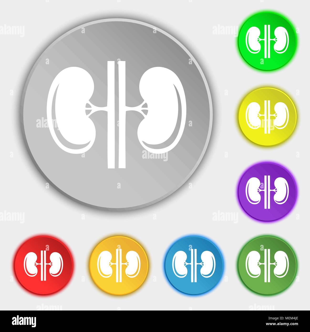 Kidneys icon sign. Symbol on eight flat buttons. Vector illustration ...