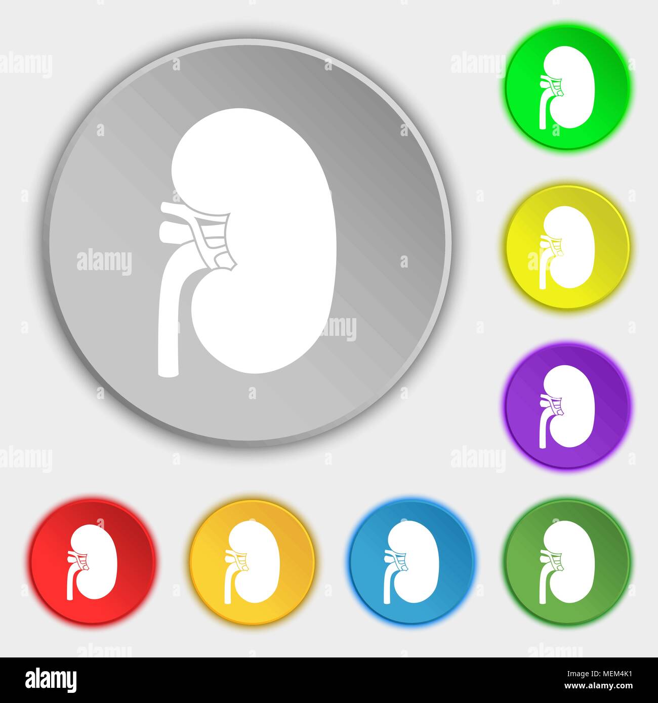 Kidney icon sign. Symbol on eight flat buttons. Vector illustration ...