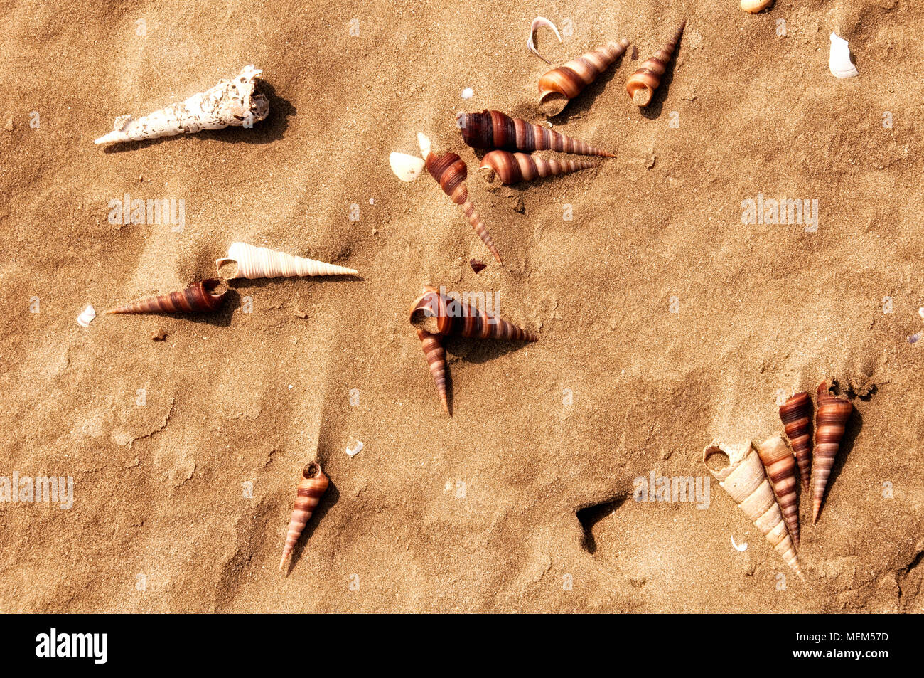 Conical seashells at lowtide on the sands of Can gio beach in south ...