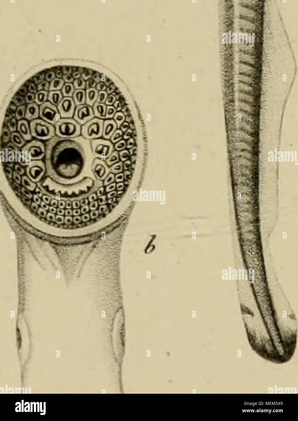 Cyclostomes hi-res stock photography and images - Alamy