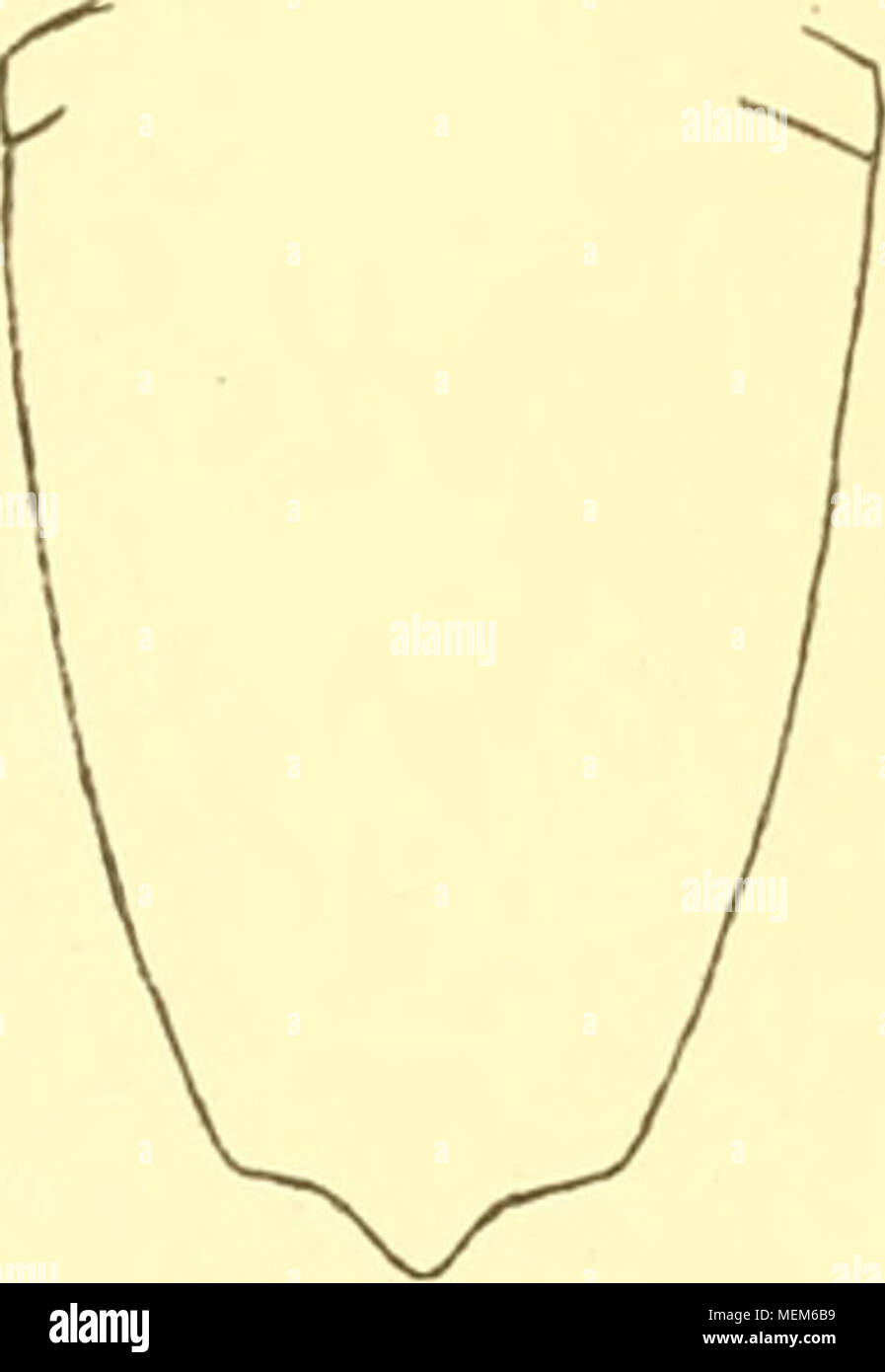 . Die Asseln oder Isopoden Deutschlands . Fig. 65. Idothea viridis ...