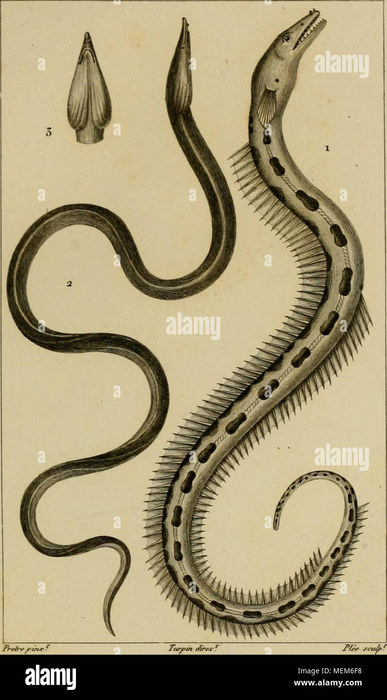 Suivi de serpent hi-res stock photography and images - Alamy