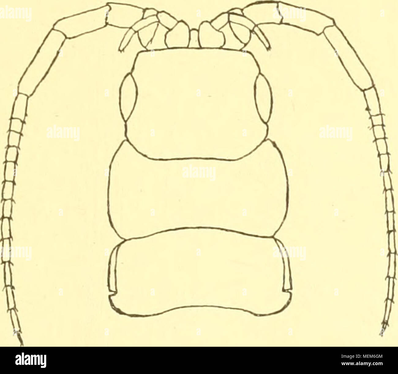 . Die Asseln oder Isopoden Deutschlands Stock Photo - Alamy