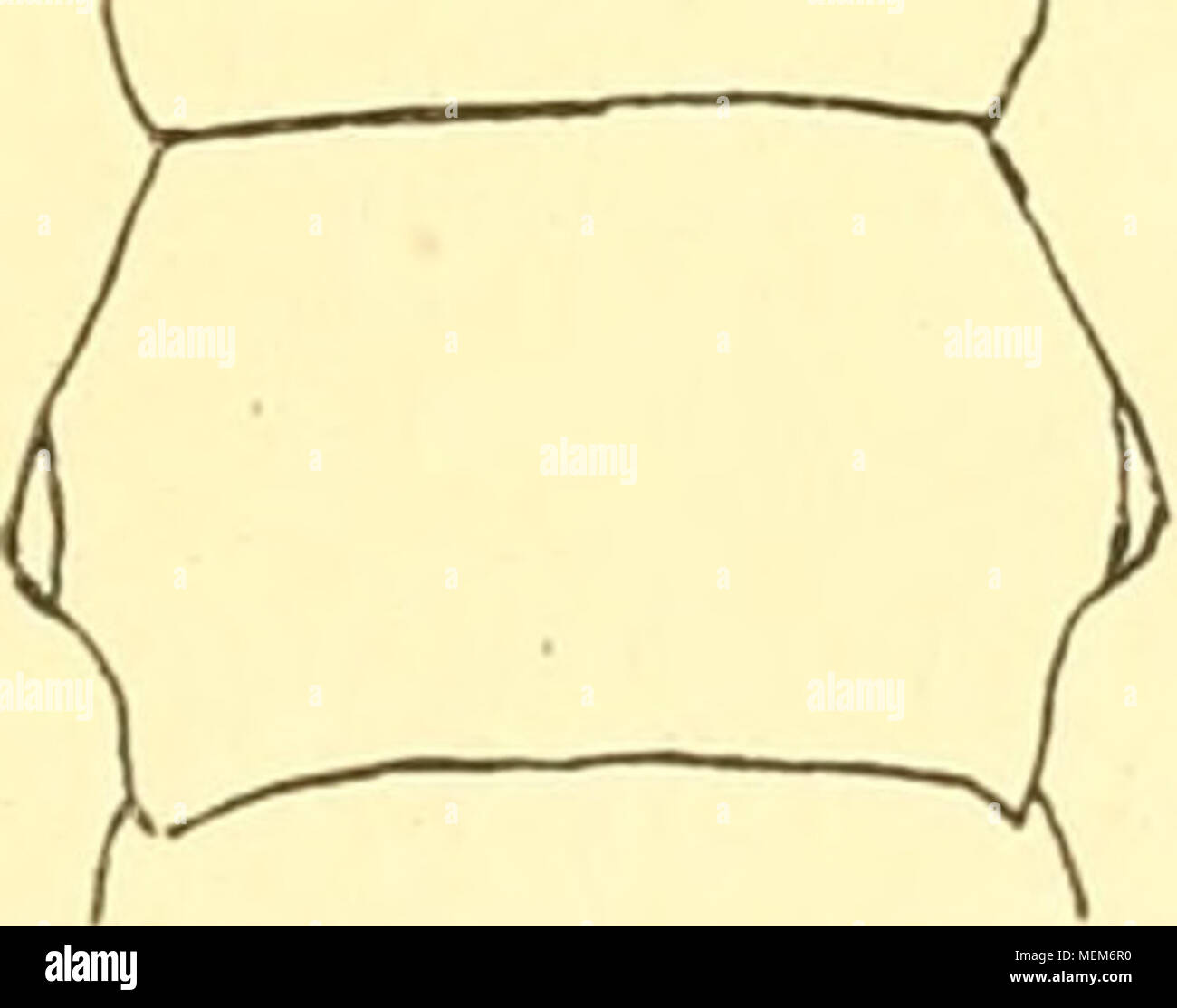 . Die Asseln oder Isopoden Deutschlands . Fig. 60. Idothea linearis ...