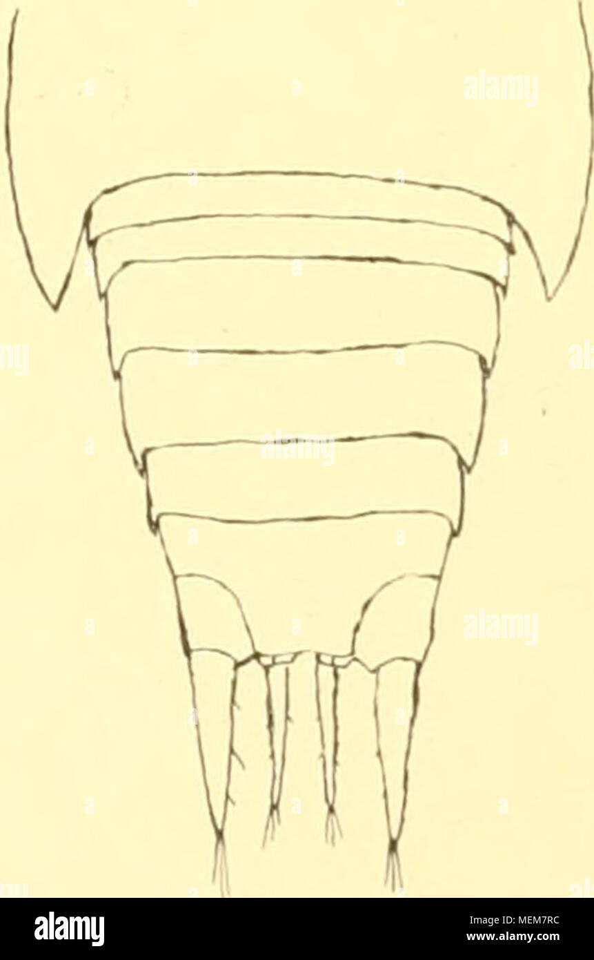 Isopod evolution hi-res stock photography and images - Alamy