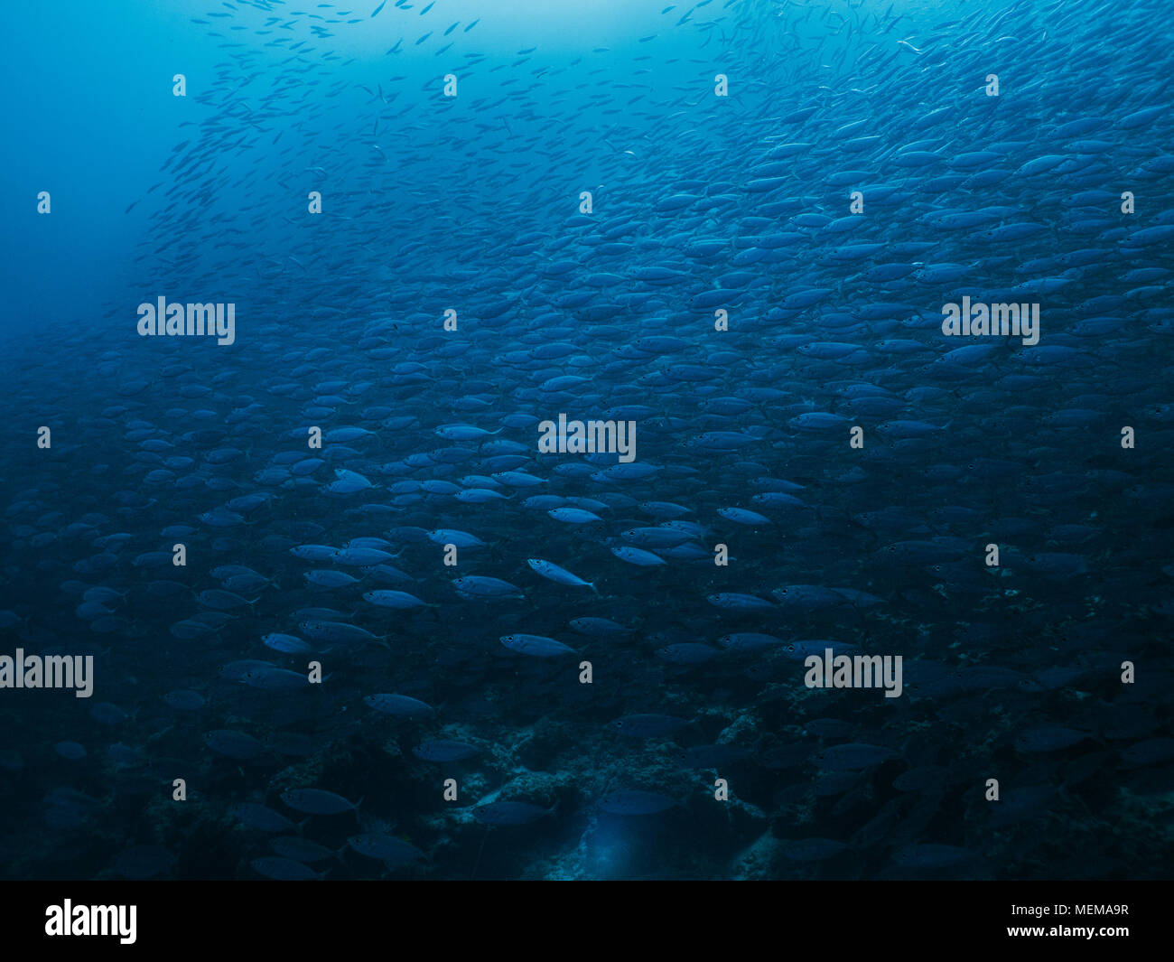 School of fish in blue Stock Photo - Alamy