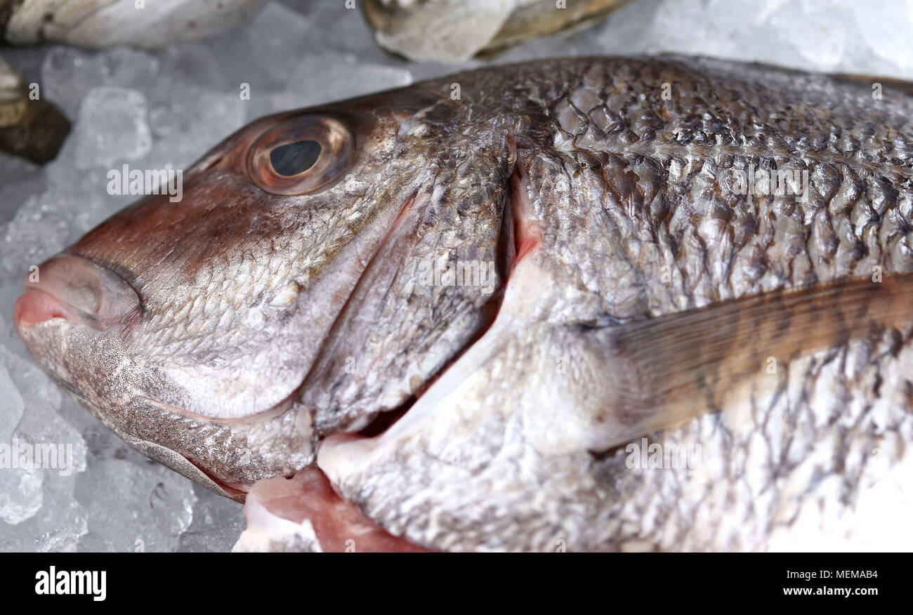 Porgy hi-res stock photography and images - Alamy