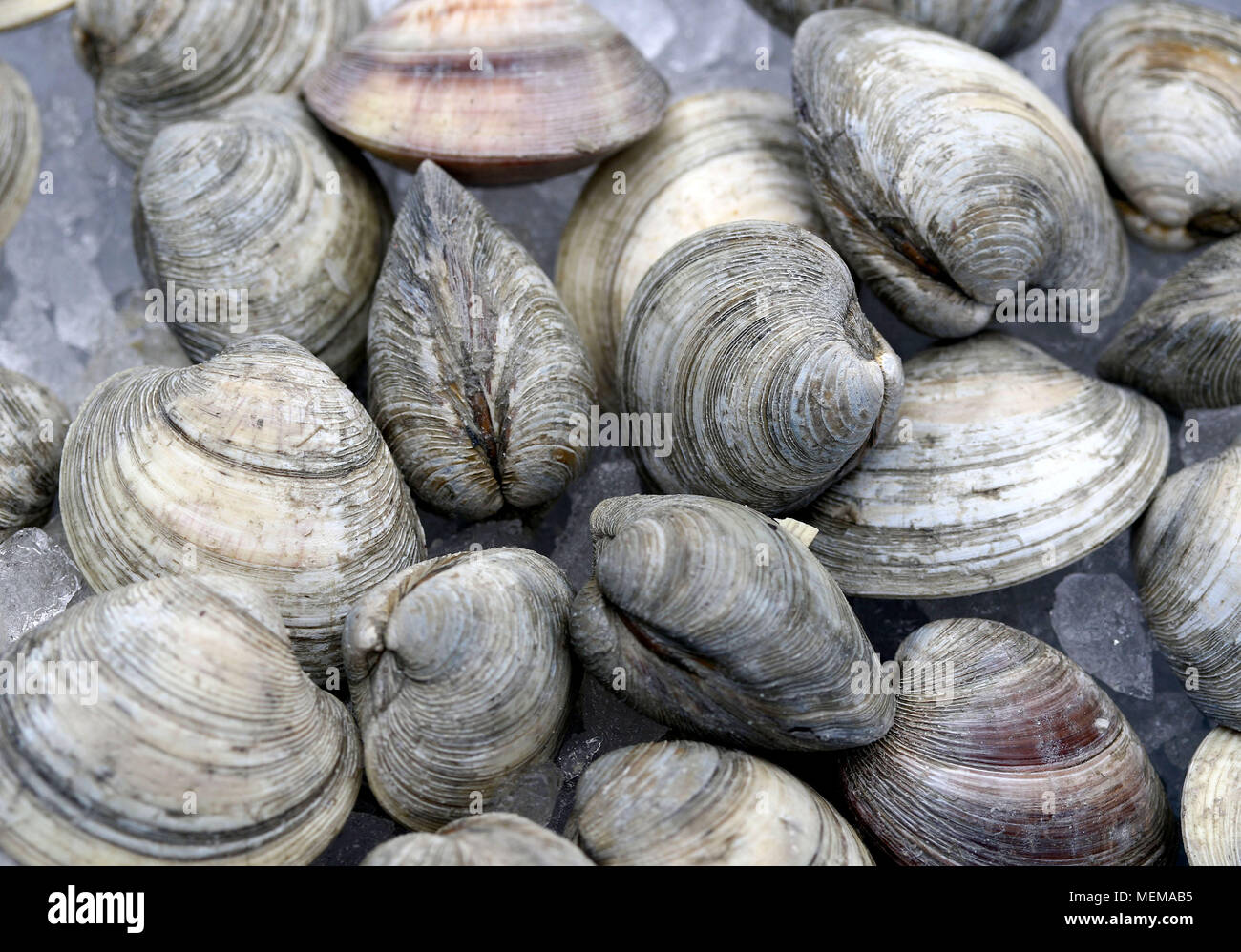 Clams on ice at fish market Stock Photo - Alamy