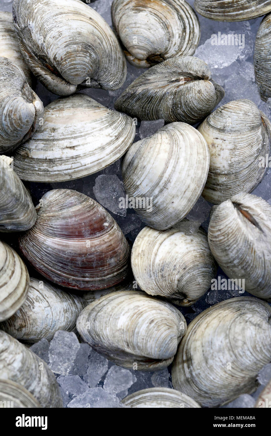 Clams bivalve molluscs hi-res stock photography and images - Alamy