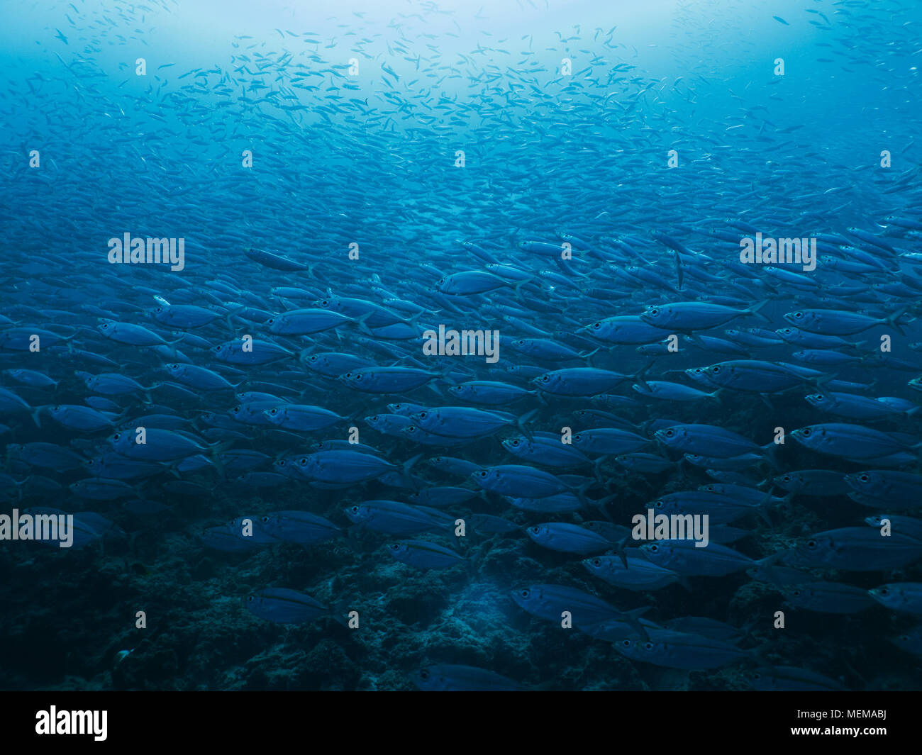 Sardines fish school underwater hi-res stock photography and images - Alamy