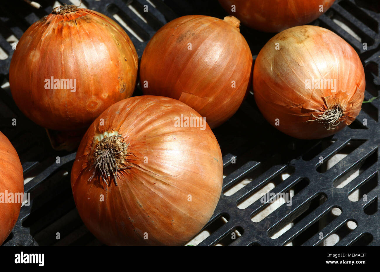 Yellow Root Vegetables High Resolution Stock Photography and Images - Alamy