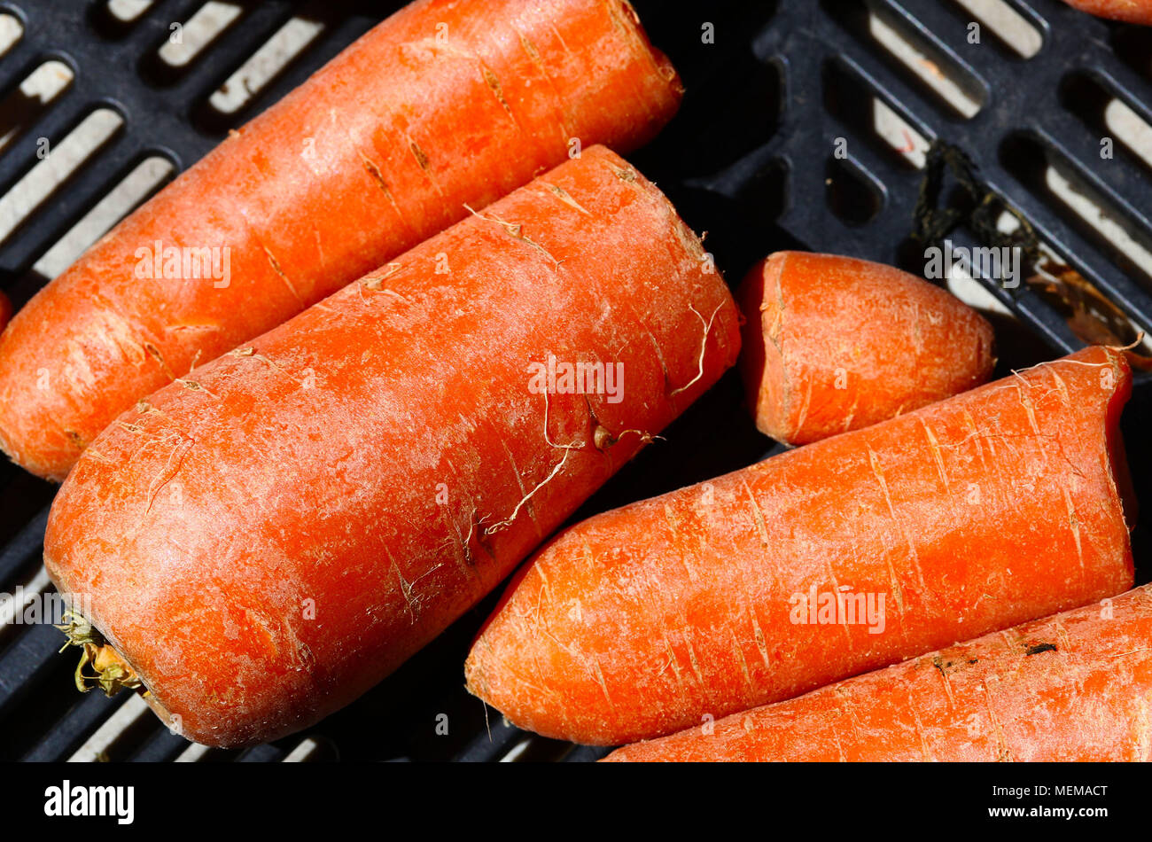 Orange thick carrots at Farmer's Market Stock Photo - Alamy