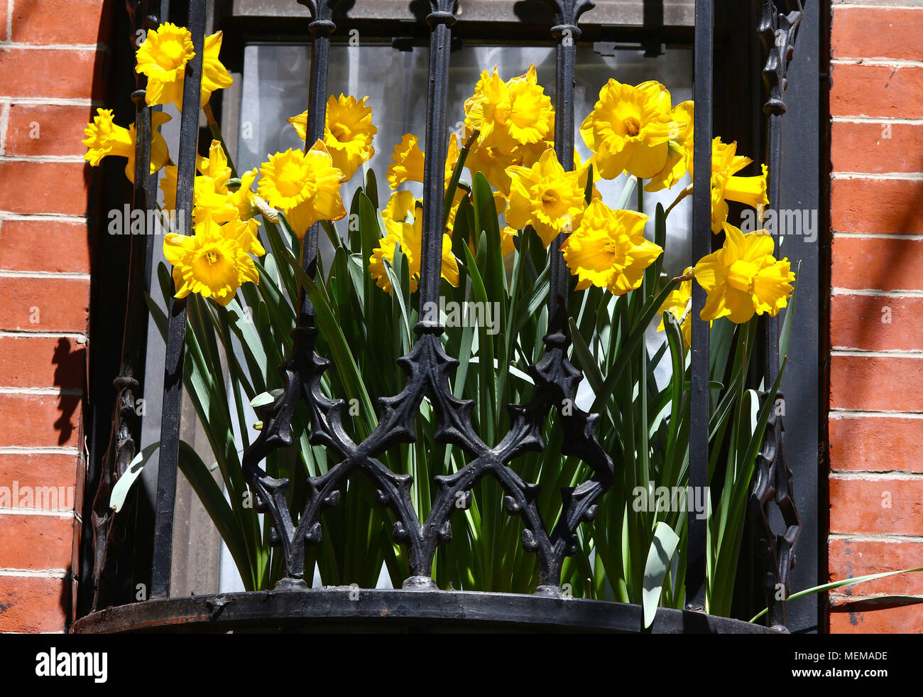 Yellow flowers in window box hi-res stock photography and images - Alamy