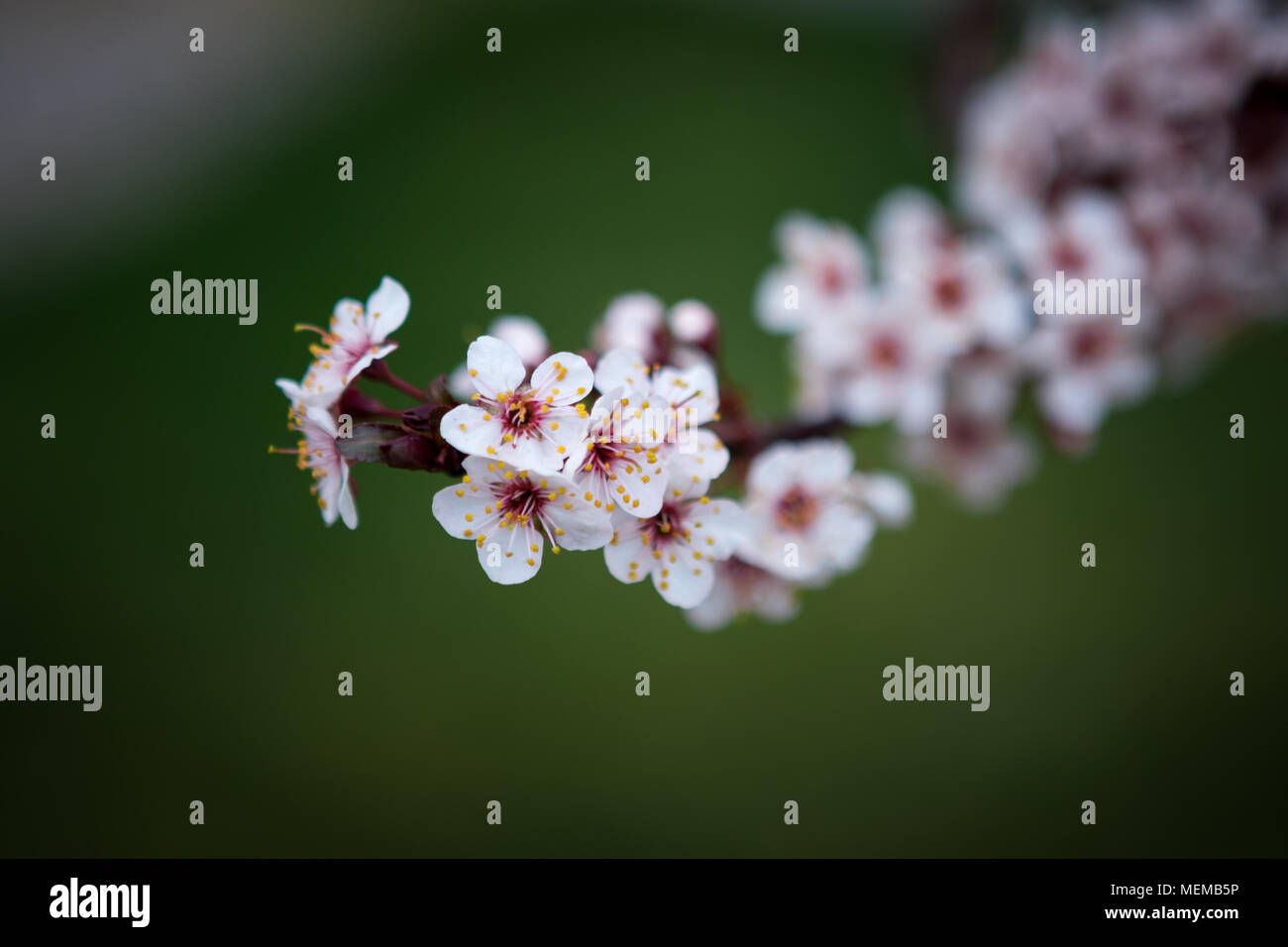 Blossom flower pink spring growth background life vitality hi-res stock ...