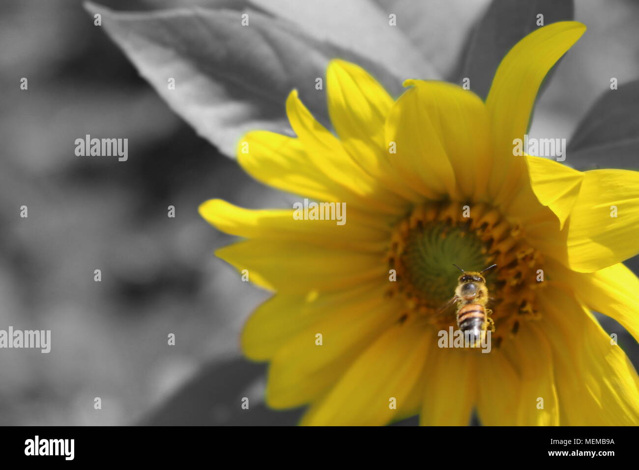 Animals buzzing hi-res stock photography and images - Alamy