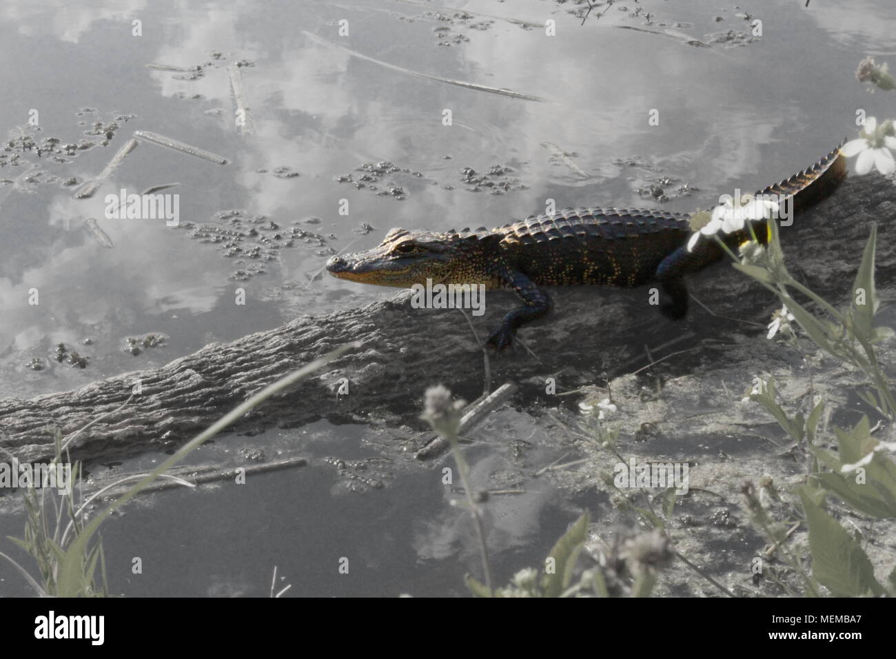 Gator On A Stick Stock Photo - Alamy