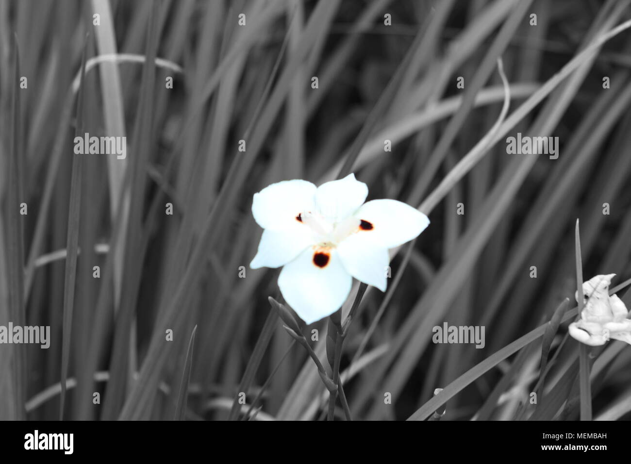 The Singing Flower Stock Photo - Alamy